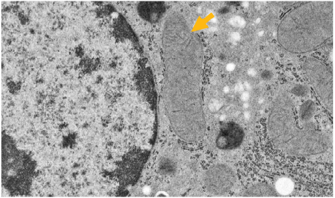第63回午前 臨床検査技師国家試験 【本番形式問題演習】 | 臨検王